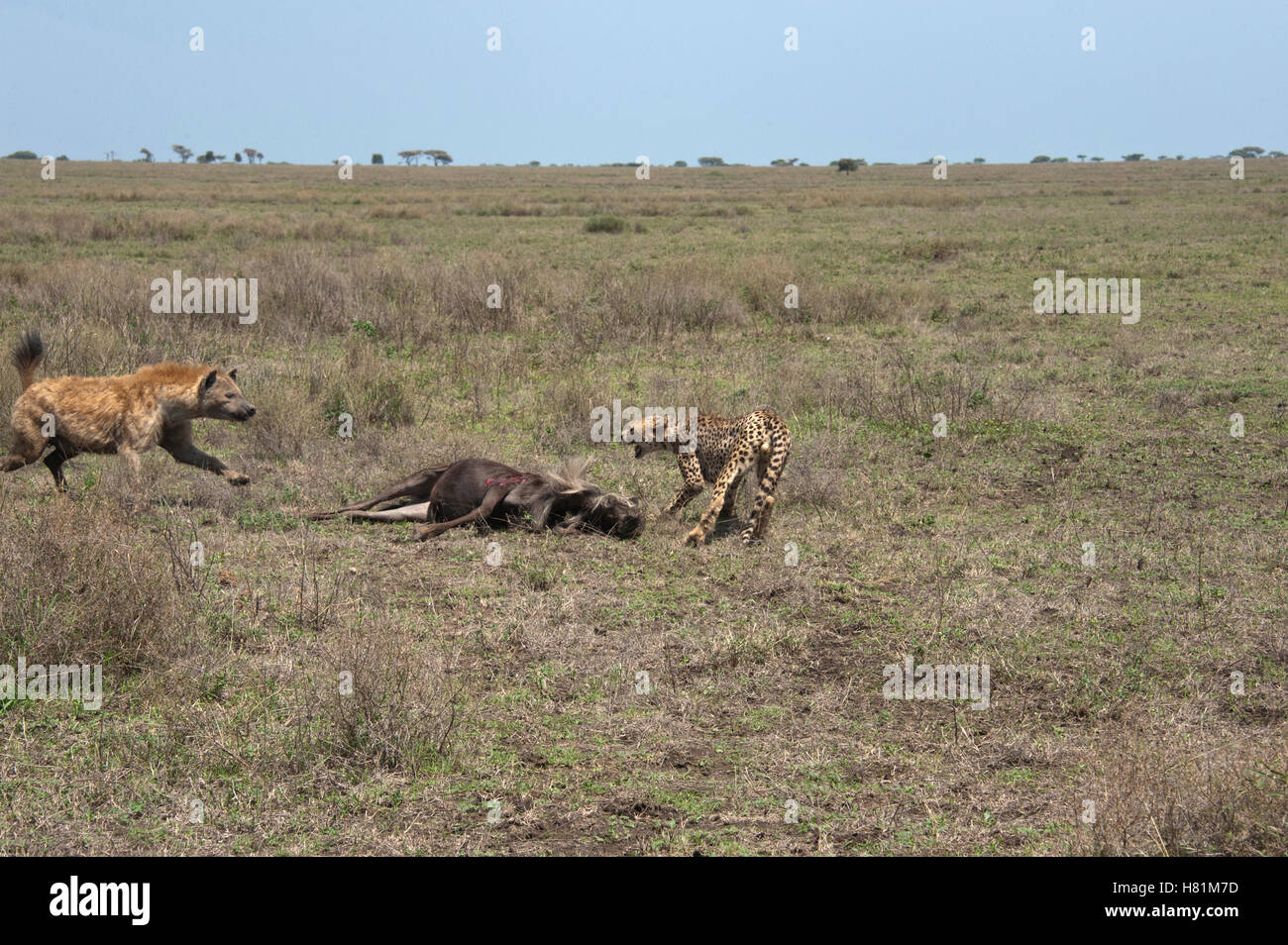 Spotted Hyena (Crocuta crocuta) chasing Cheetah (Acinonyx jubatus) male ...