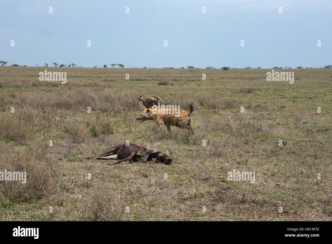 Spotted Hyena (Crocuta crocuta) chasing Cheetah (Acinonyx jubatus) male ...