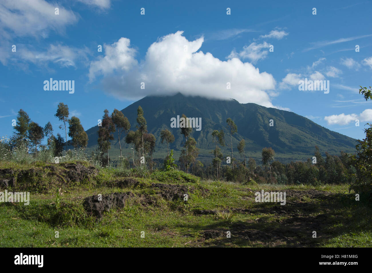 Virunga Mountains, Parc National des Volcans, Rwanda Stock Photo - Alamy