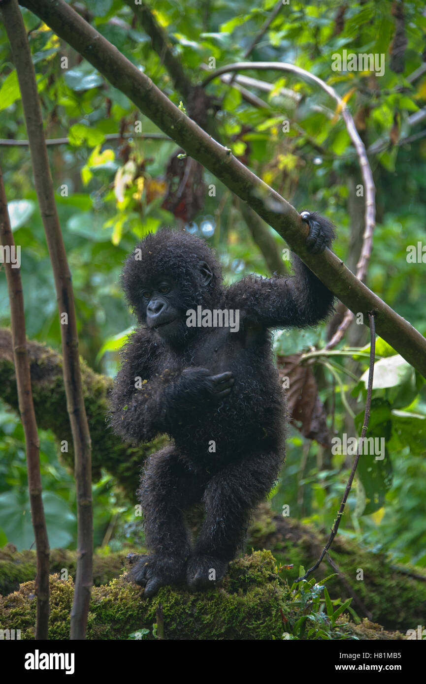 Mountain Gorilla (Gorilla gorilla beringei) young scratching itself ...