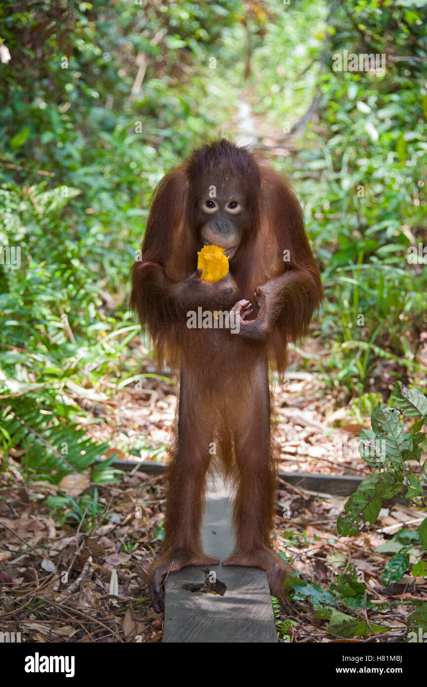 Orangutan (Pongo pygmaeus) juvenile eating fruit during forest ...