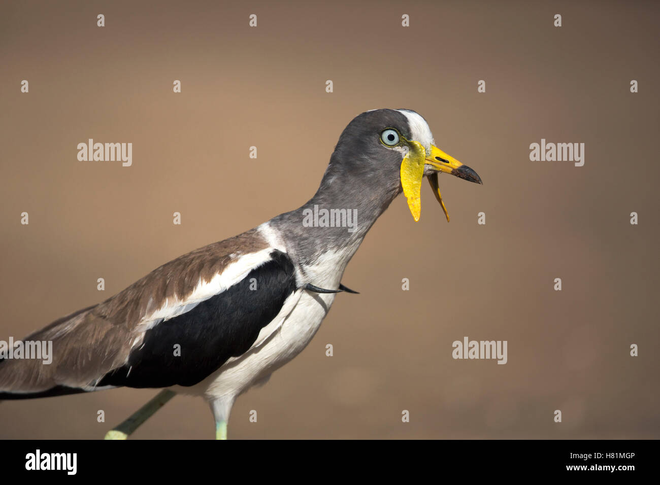 White-headed Lapwing (Vanellus albiceps), Pafuri Camp, Kruger National ...