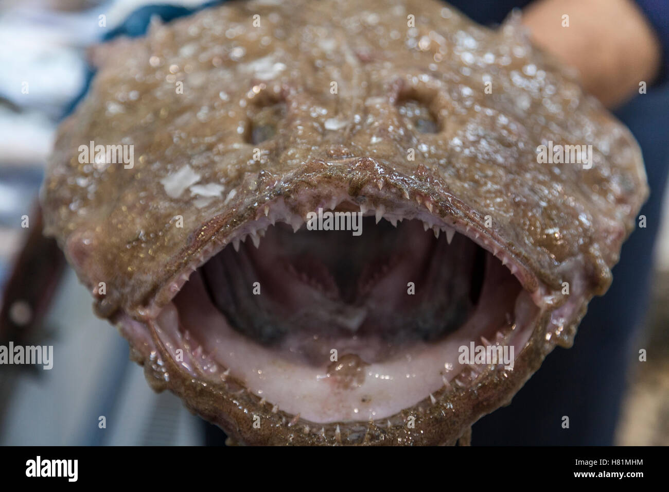 Seafood on the market in Setubal, Portugal, Europe Stock Photo - Alamy