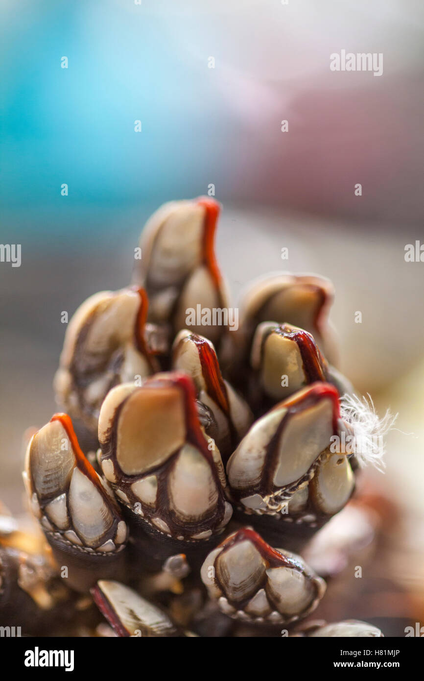 Pollicipes pollicipes, percebes, gooseneck barnacles seafood on the ...
