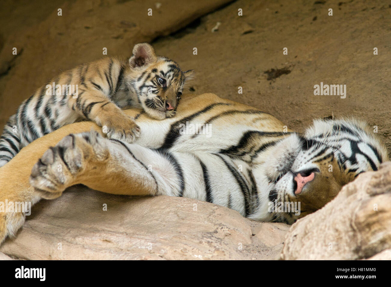 Bengal Tiger (Panthera tigris tigris) five week old cub resting on ...