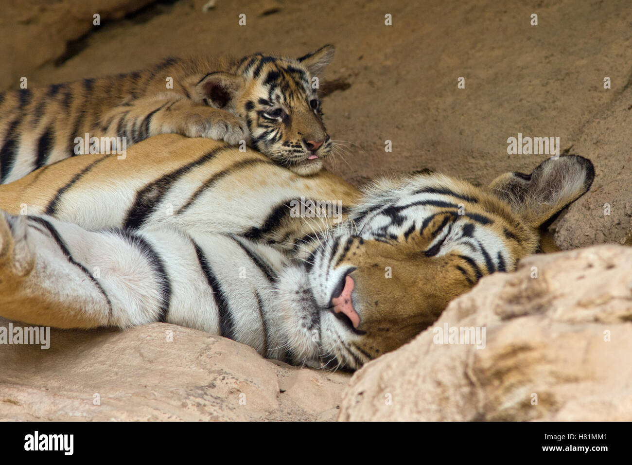 Bengal Tiger (Panthera tigris tigris) five week old cub on sleeping ...