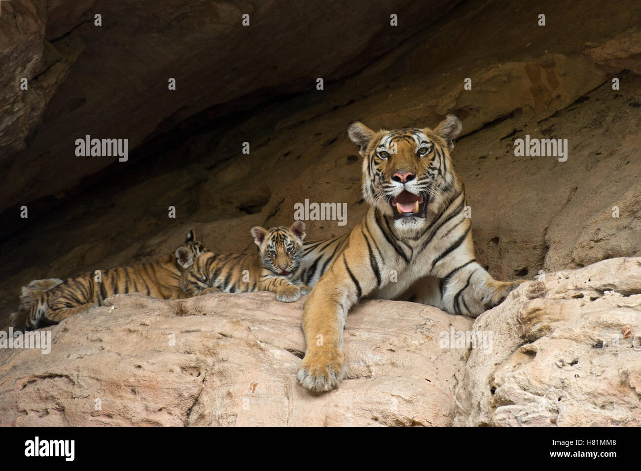 Bengal Tiger (Panthera tigris tigris) five week old cubs with mother at ...