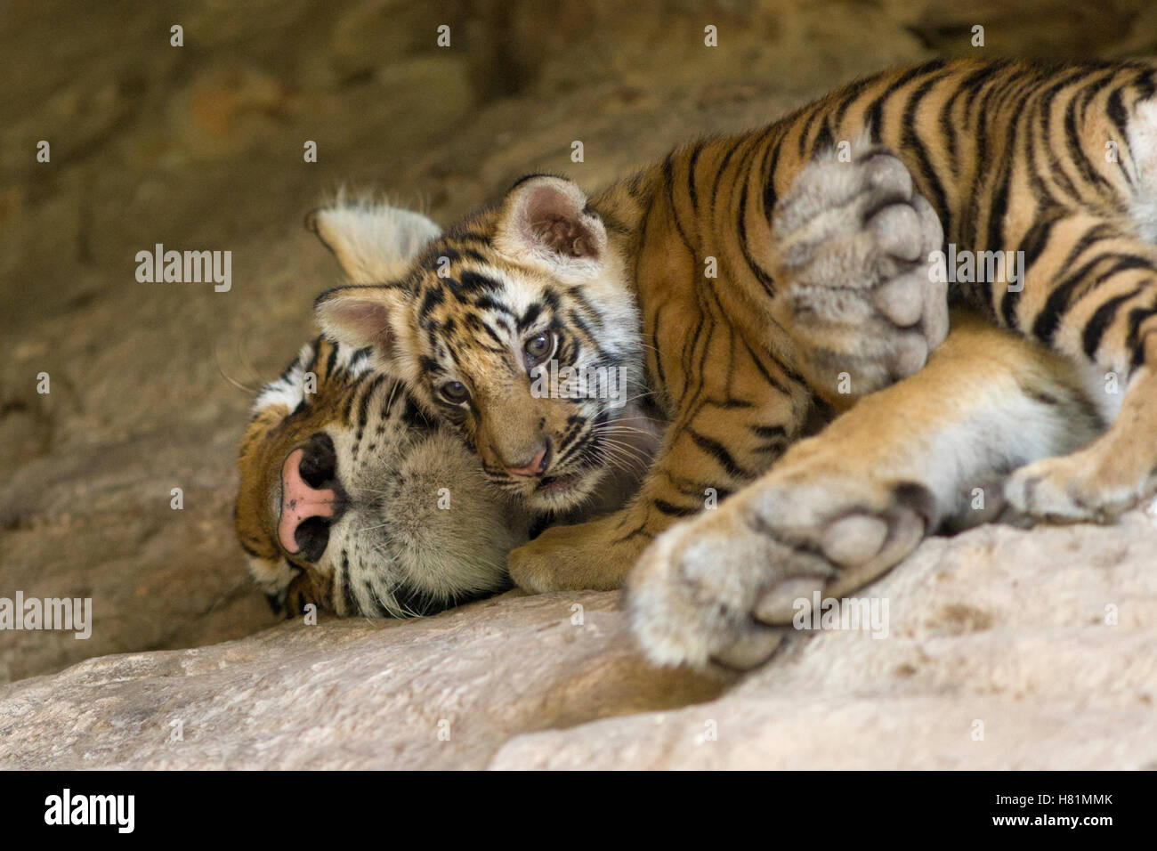 Bengal Tiger (Panthera tigris tigris) six week old cub snuggling up to ...