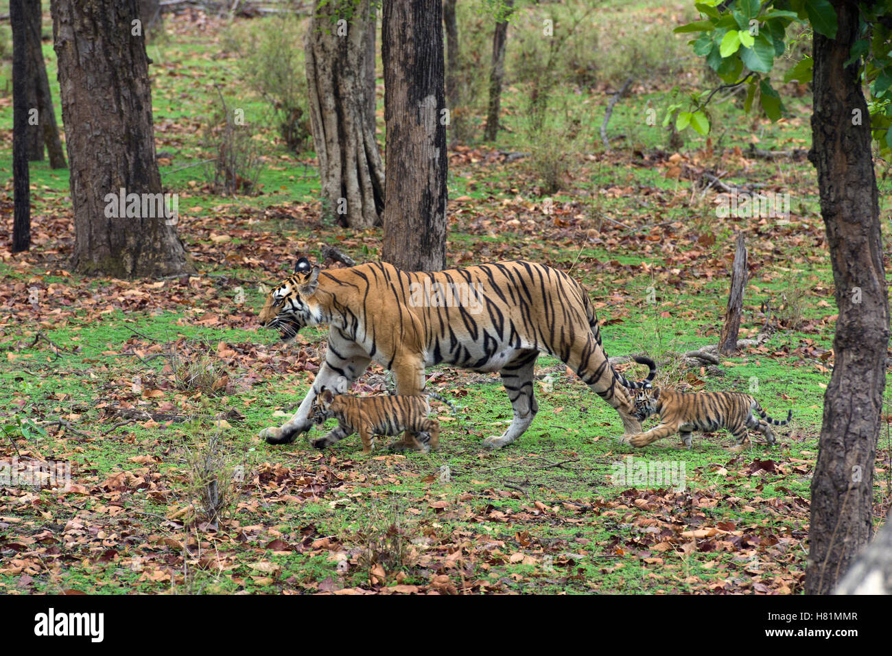 Bengal Tiger (Panthera tigris tigris) mother walking in forest with ...