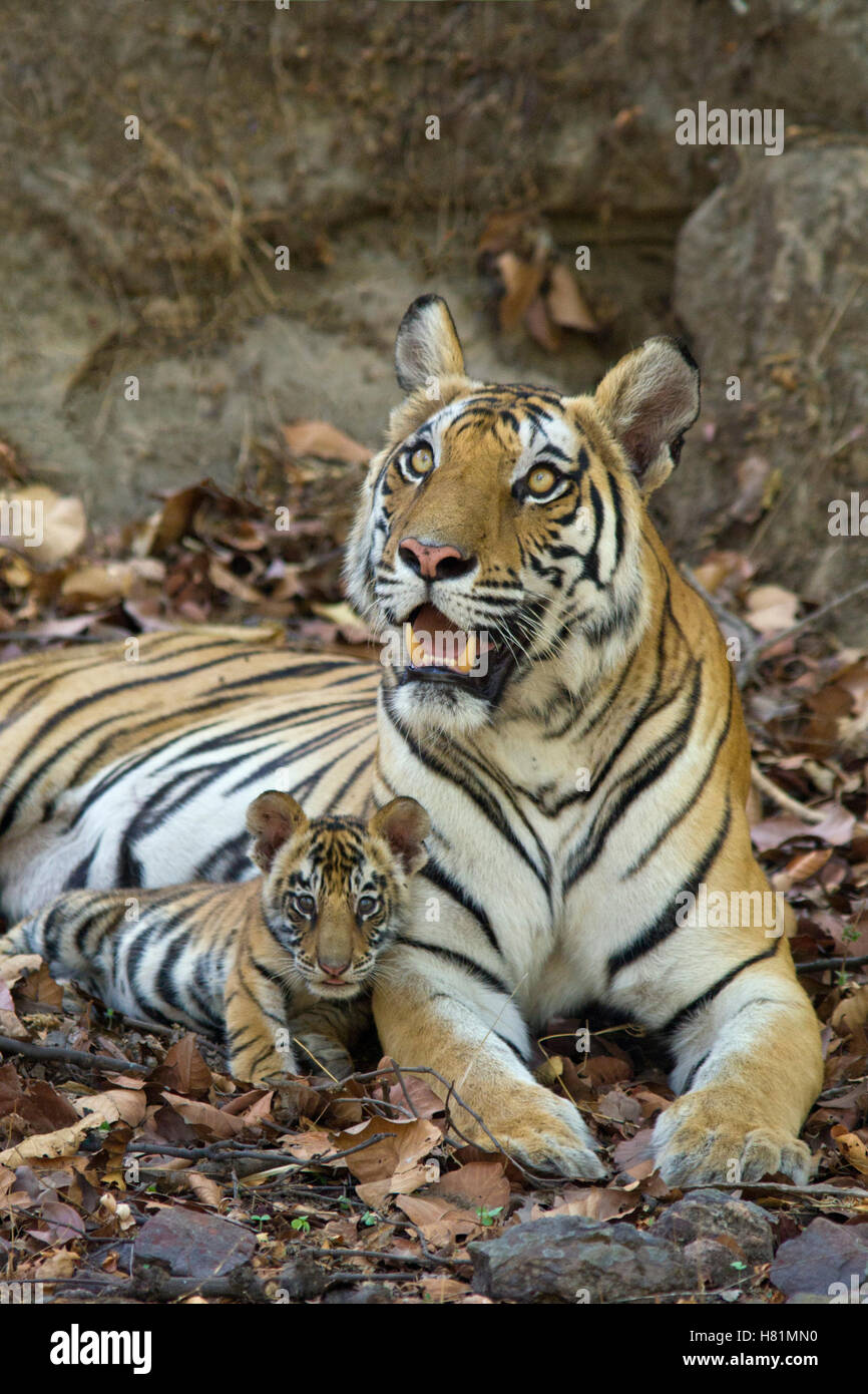 Bengal Tiger (Panthera tigris tigris) mother and eight week old cub at ...