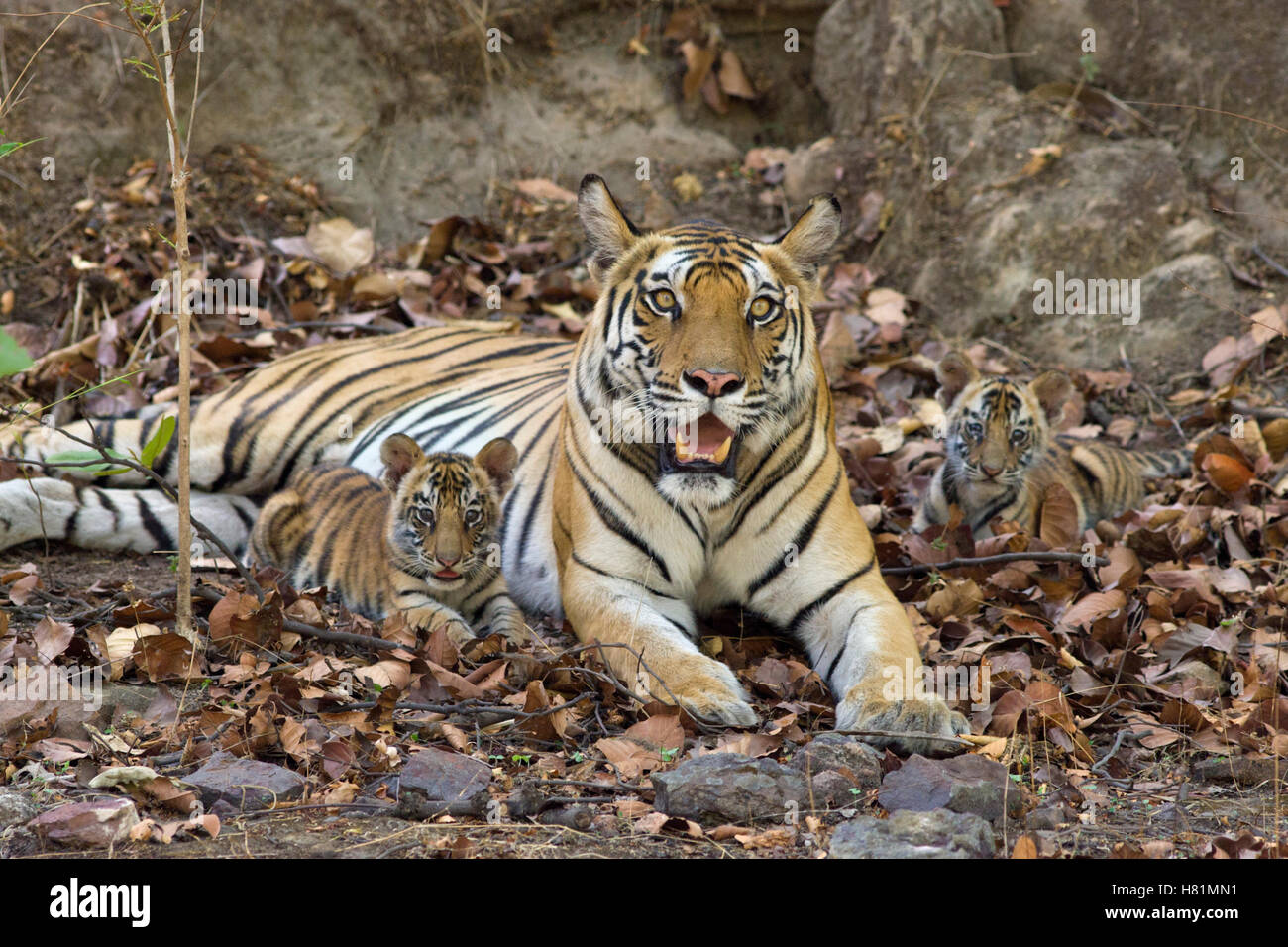 Bengal Tiger (Panthera tigris tigris) mother and eight week old cubs at ...