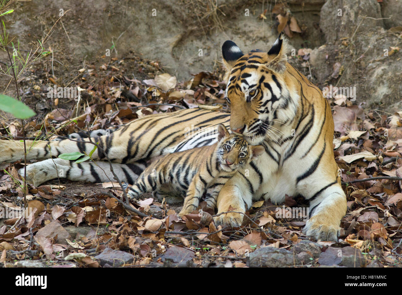 Bengal Tiger (Panthera tigris tigris) mother nuzzling eight week old ...