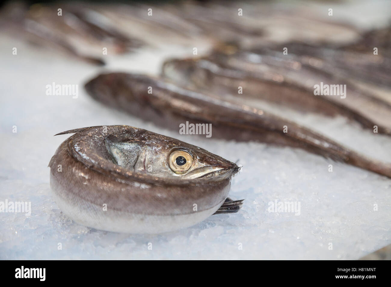 Seafood on the market in Setubal, Portugal, Europe Stock Photo - Alamy