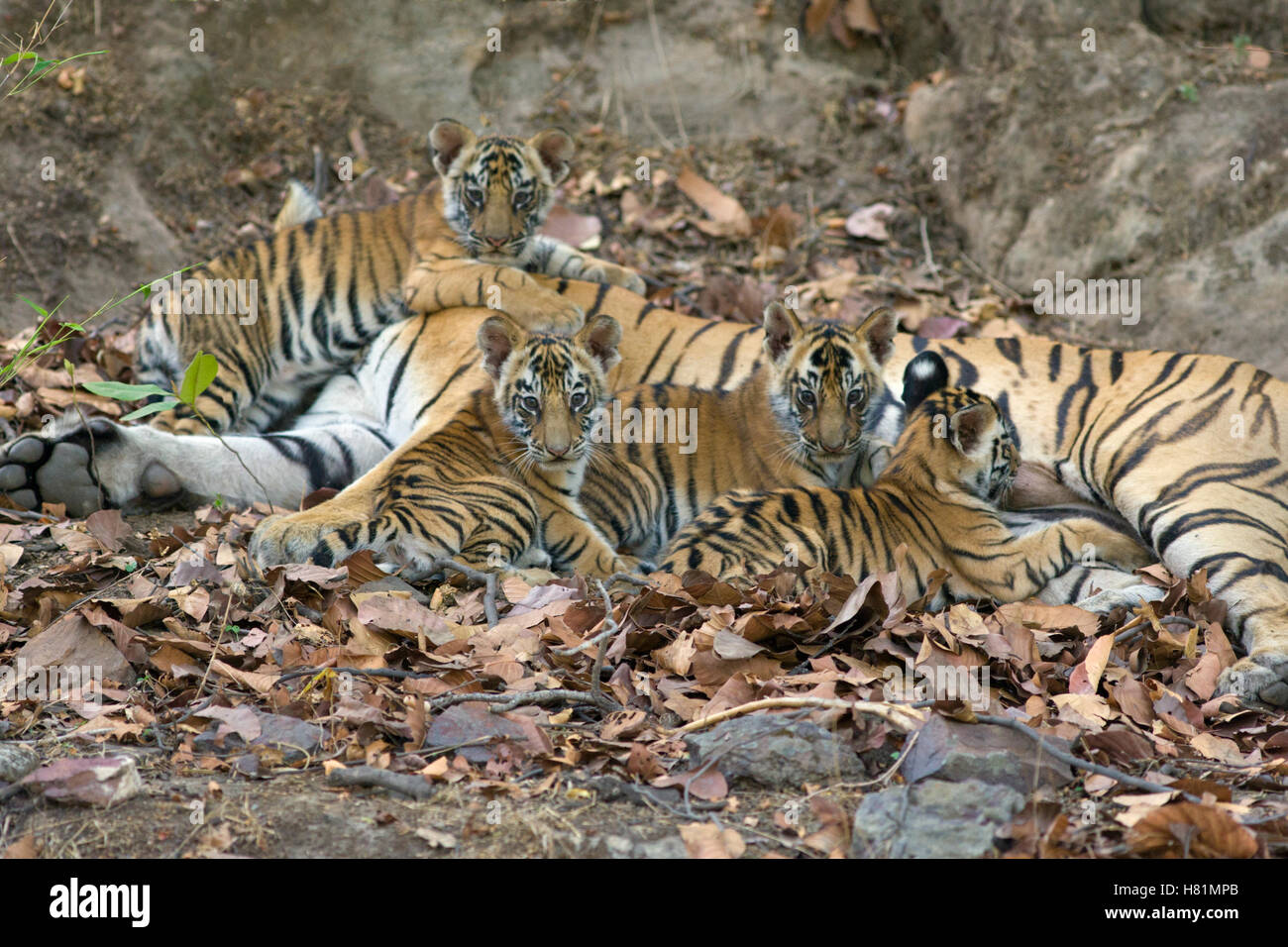 Bengal Tiger (Panthera tigris tigris) eight week old cubs suckling ...