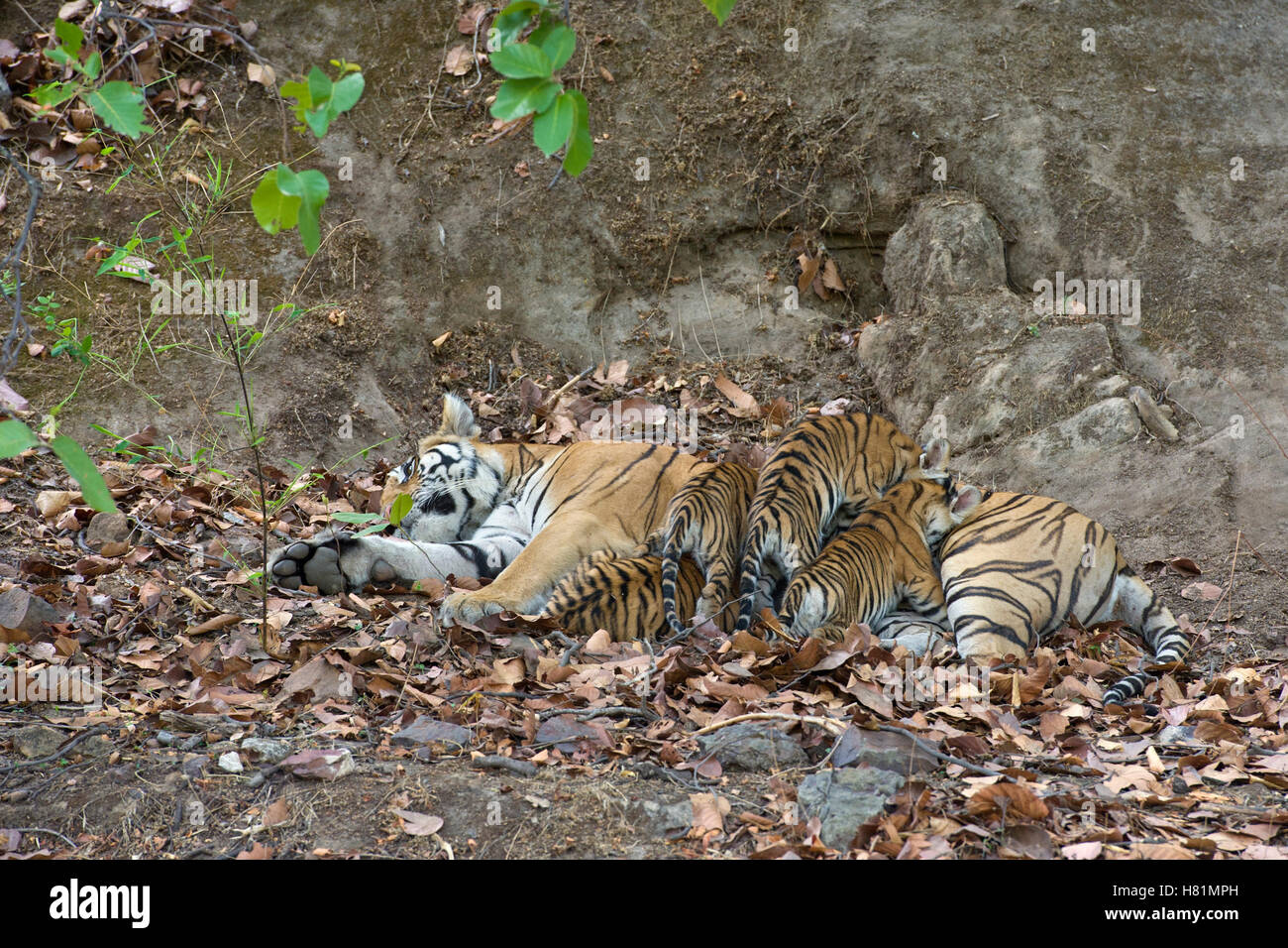 Bengal Tiger (Panthera tigris tigris) eight week old cubs suckling at ...