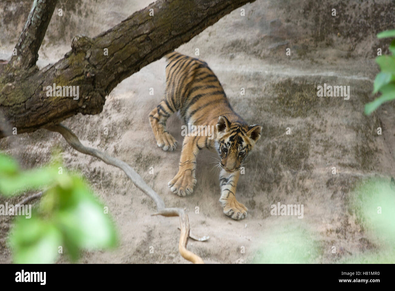 Bengal Tiger (Panthera tigris tigris) eight week old cub climbing down den wall, Bandhavgarh ...