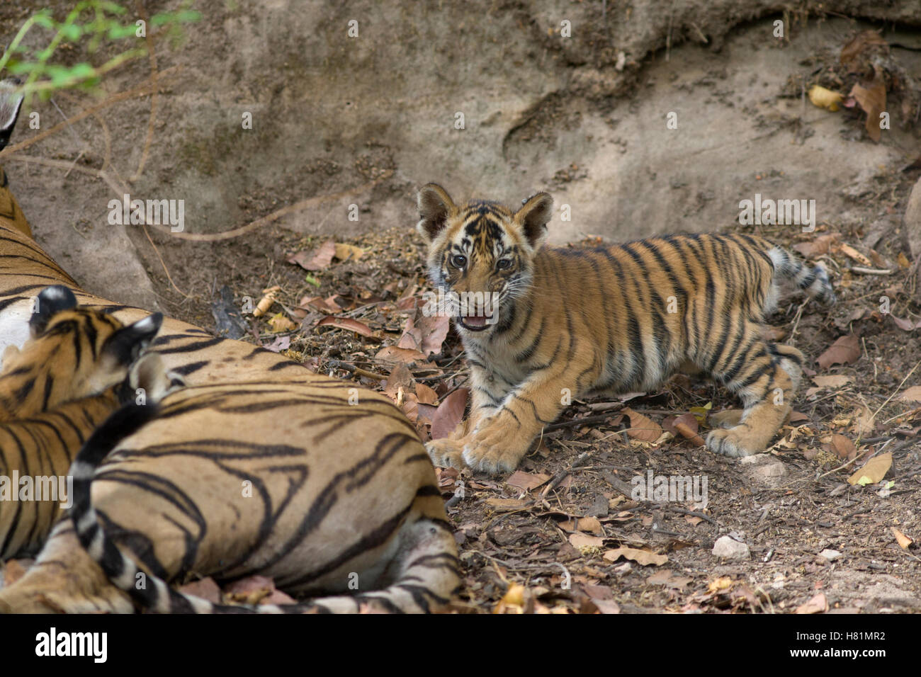 Bengal Tiger (Panthera tigris tigris) mother and eight week old cubs at ...