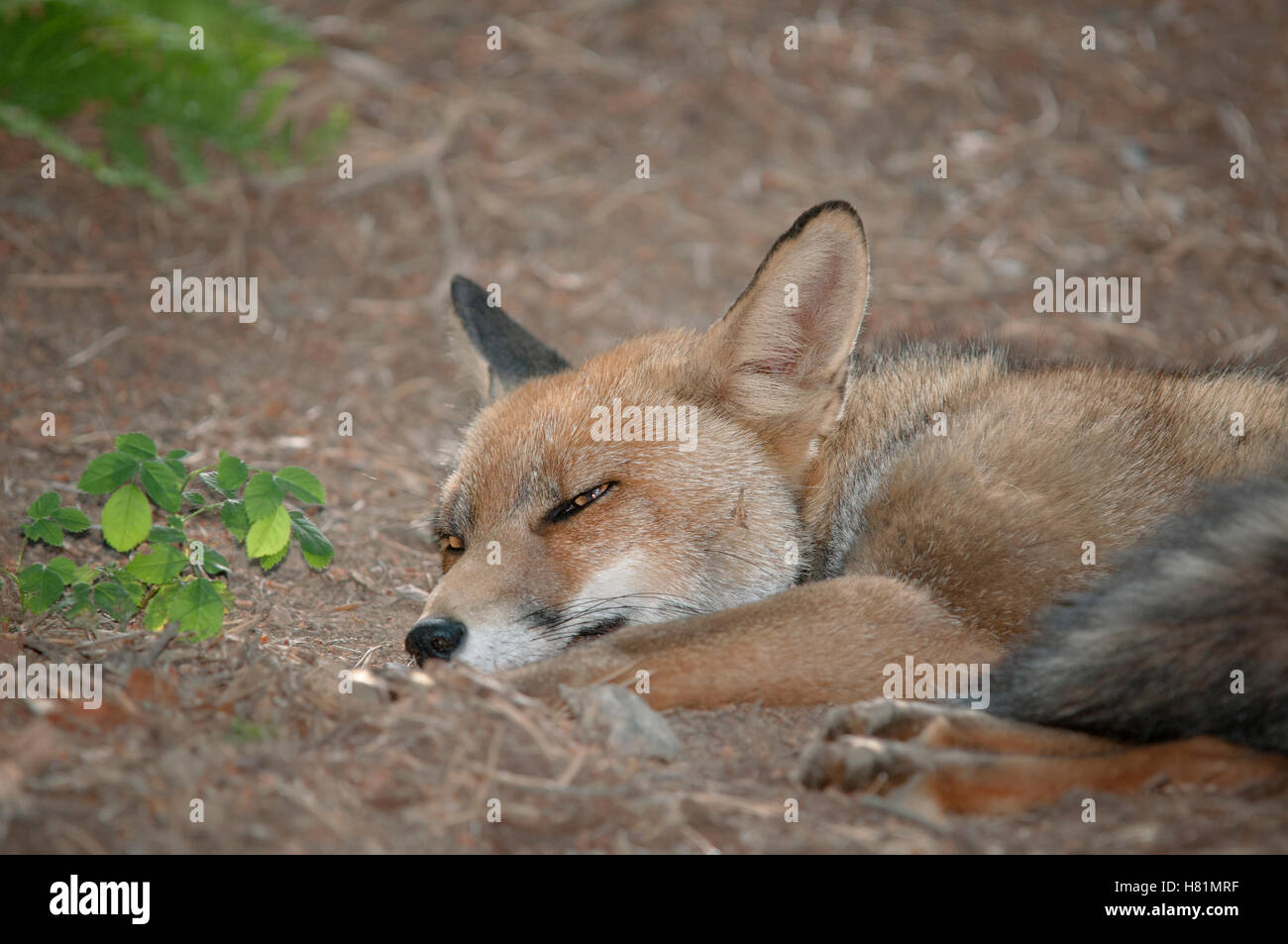 Fox lying down hi-res stock photography and images - Alamy