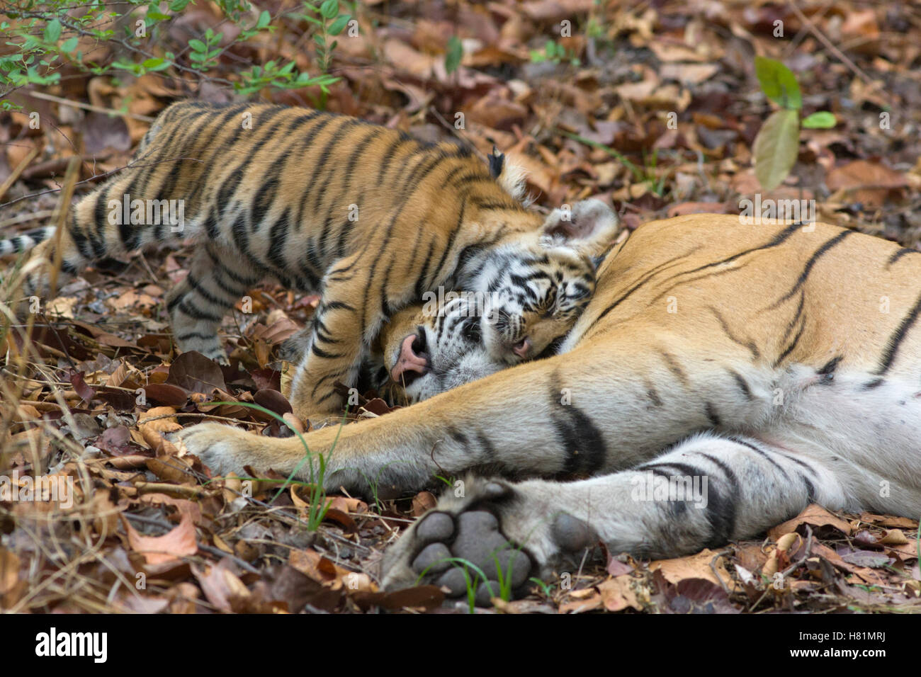 Bengal Tiger (Panthera tigris tigris) eight week old cub nuzzling ...