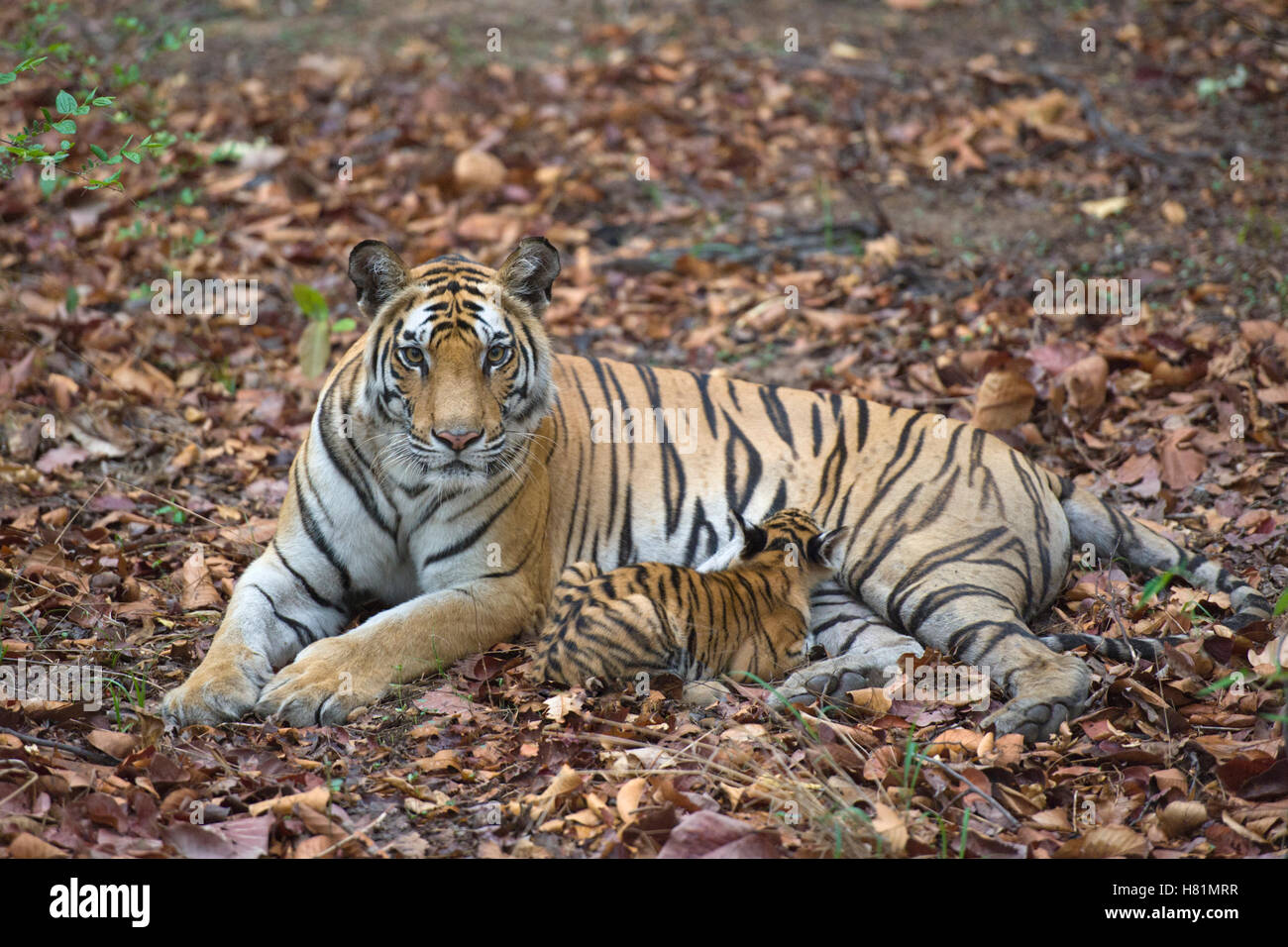 Bengal Tiger (Panthera tigris tigris) mother nursing eight week old cub ...