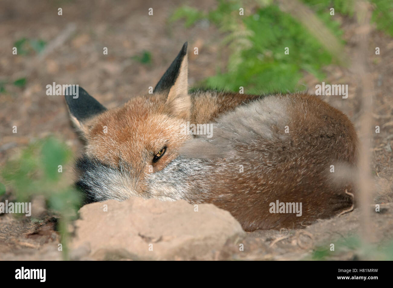 Fox lying down hi-res stock photography and images - Alamy