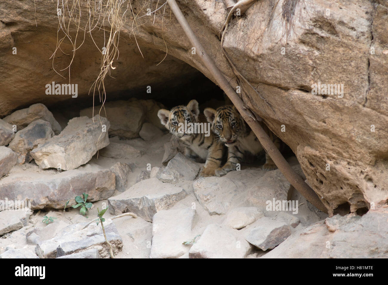 Bengal Tiger (Panthera tigris tigris) four week old cubs at den ...