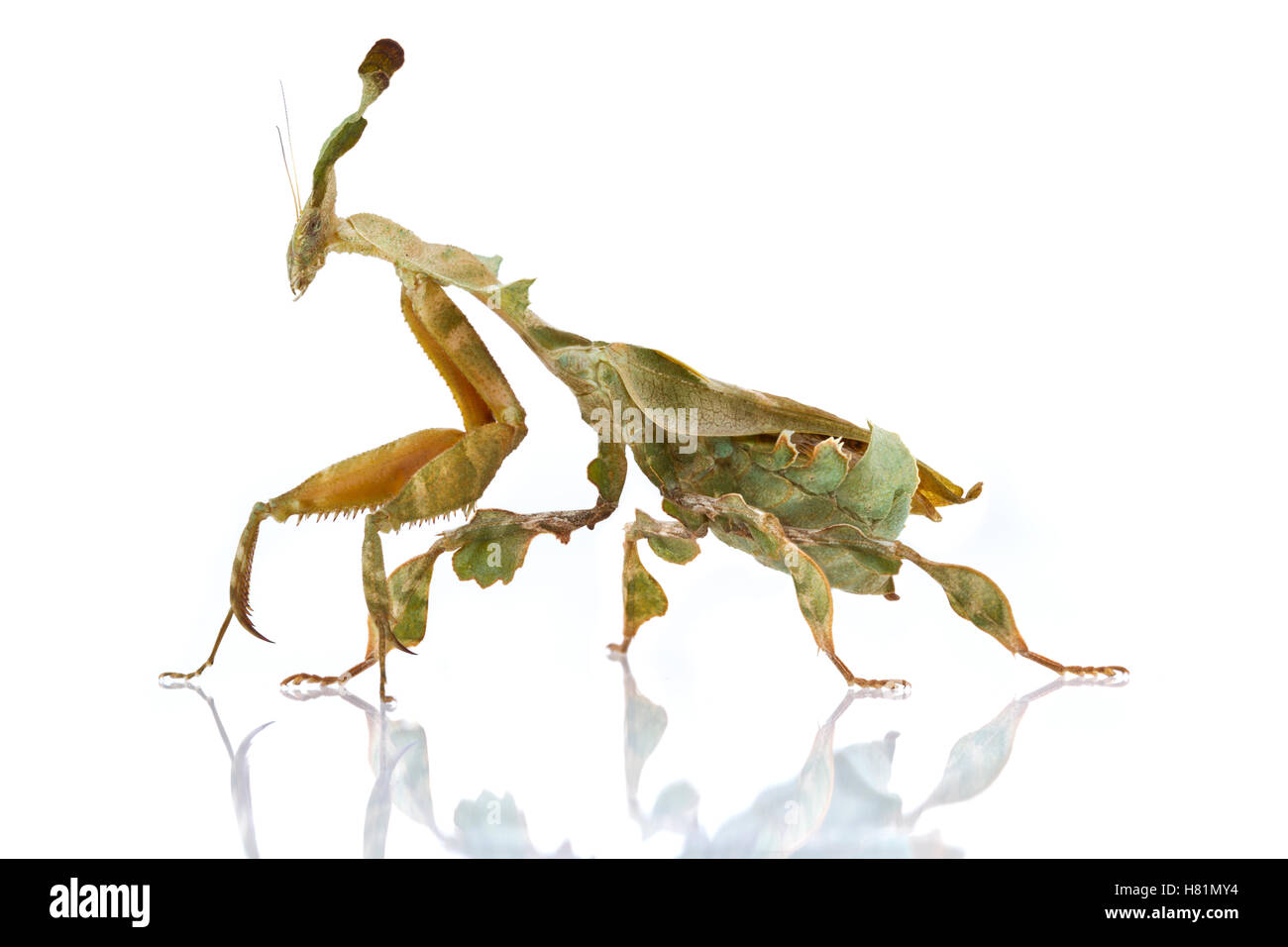 Ghost Mantis (Phyllocrania paradoxa) mimics a leaf, Woburn ...