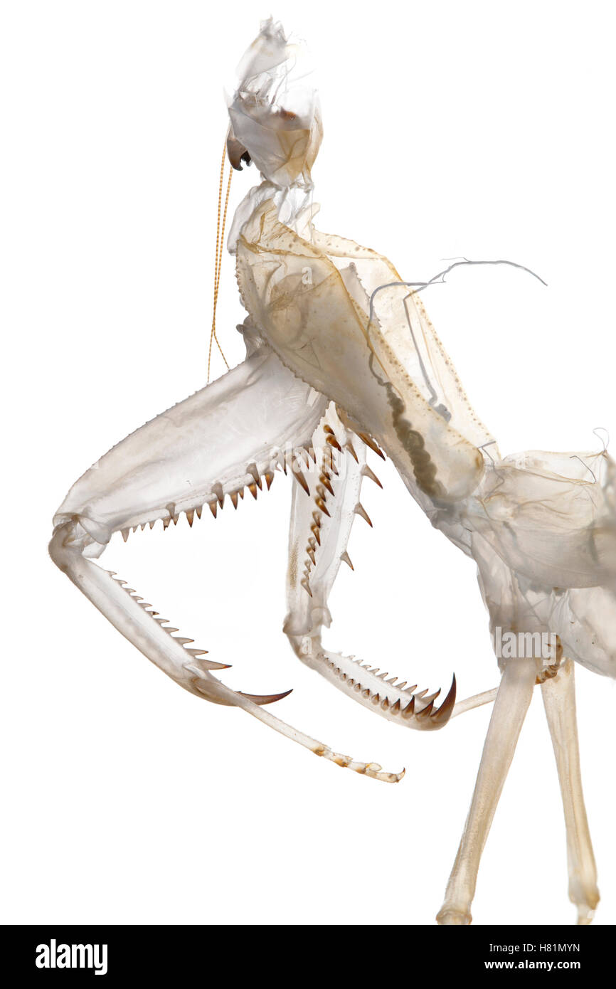African Mantid (Sphodromantis sp) exuvia left after molting Stock Photo ...