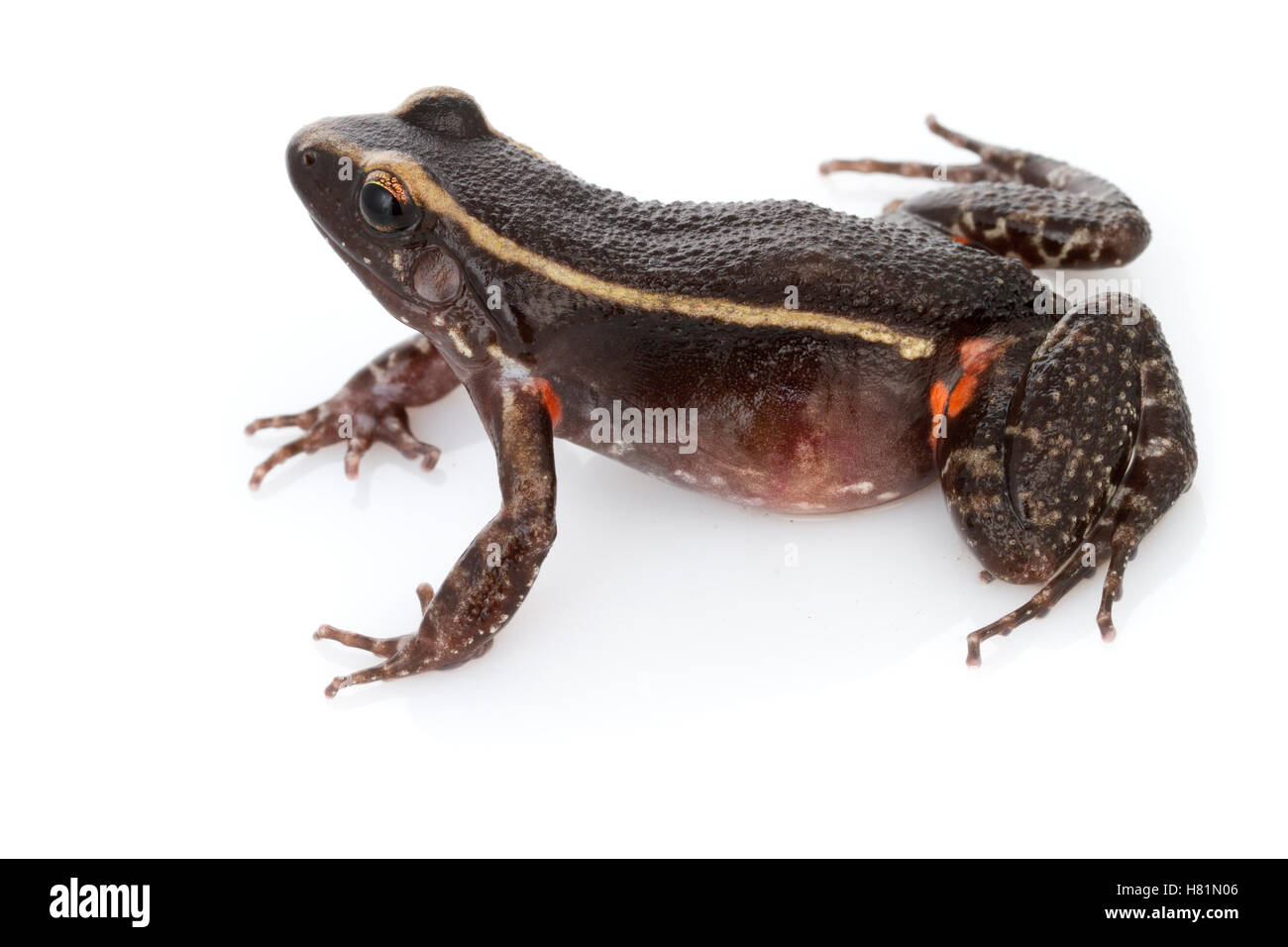 Sapito Listado (Lithodytes lineatus) frog, Suriname Stock Photo - Alamy