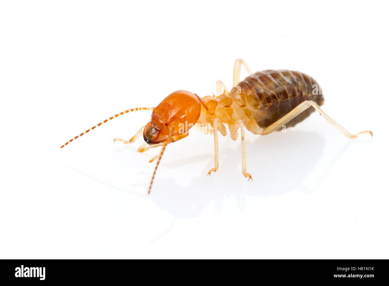 Termite worker, Suriname Stock Photo - Alamy