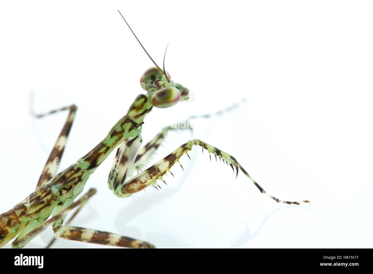 Mantid (Liturgusa sp), Suriname Stock Photo - Alamy