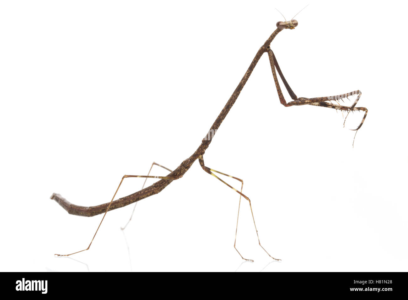 Praying Mantis (Thespidae), Suriname Stock Photo - Alamy Praying Mantis (Thespidae), Suriname Stock Photo - Alamy