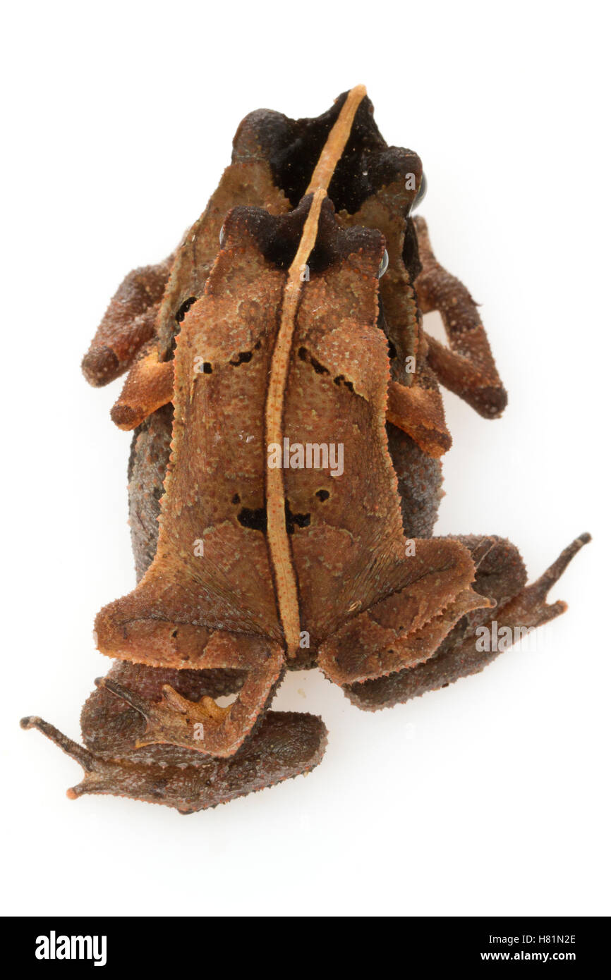 Beaked Toad (Rhinella lescueri) pair in amplexus, camouflaged to look ...