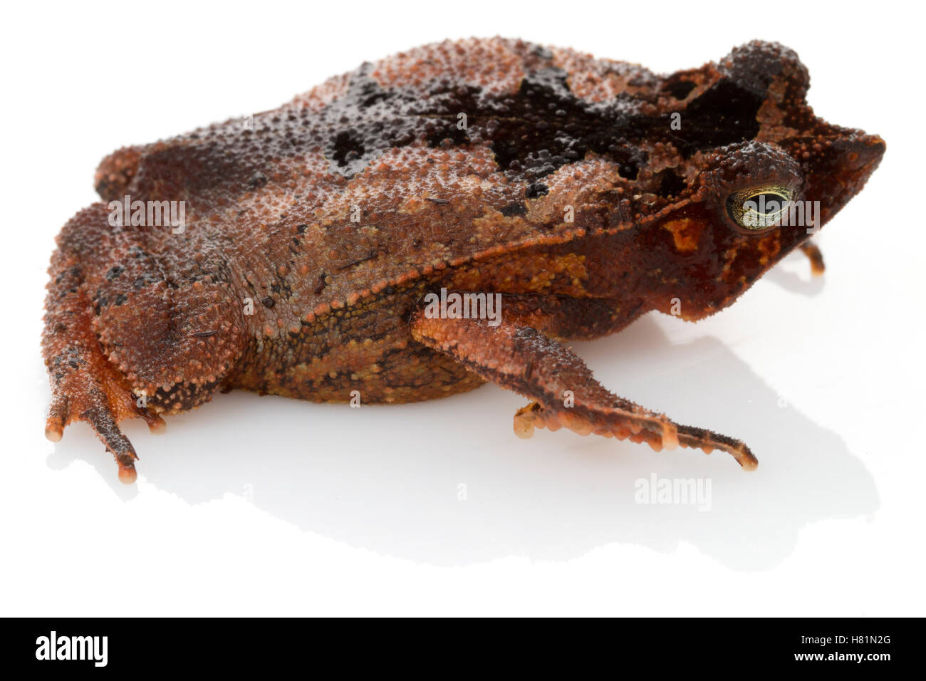 Beaked Toad (Rhinella lescueri), Suriname Stock Photo - Alamy