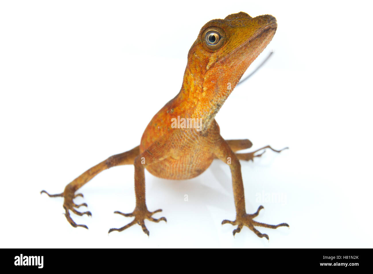 Goldenscale Anole (Anolis chrysolepis), Suriname Stock Photo - Alamy