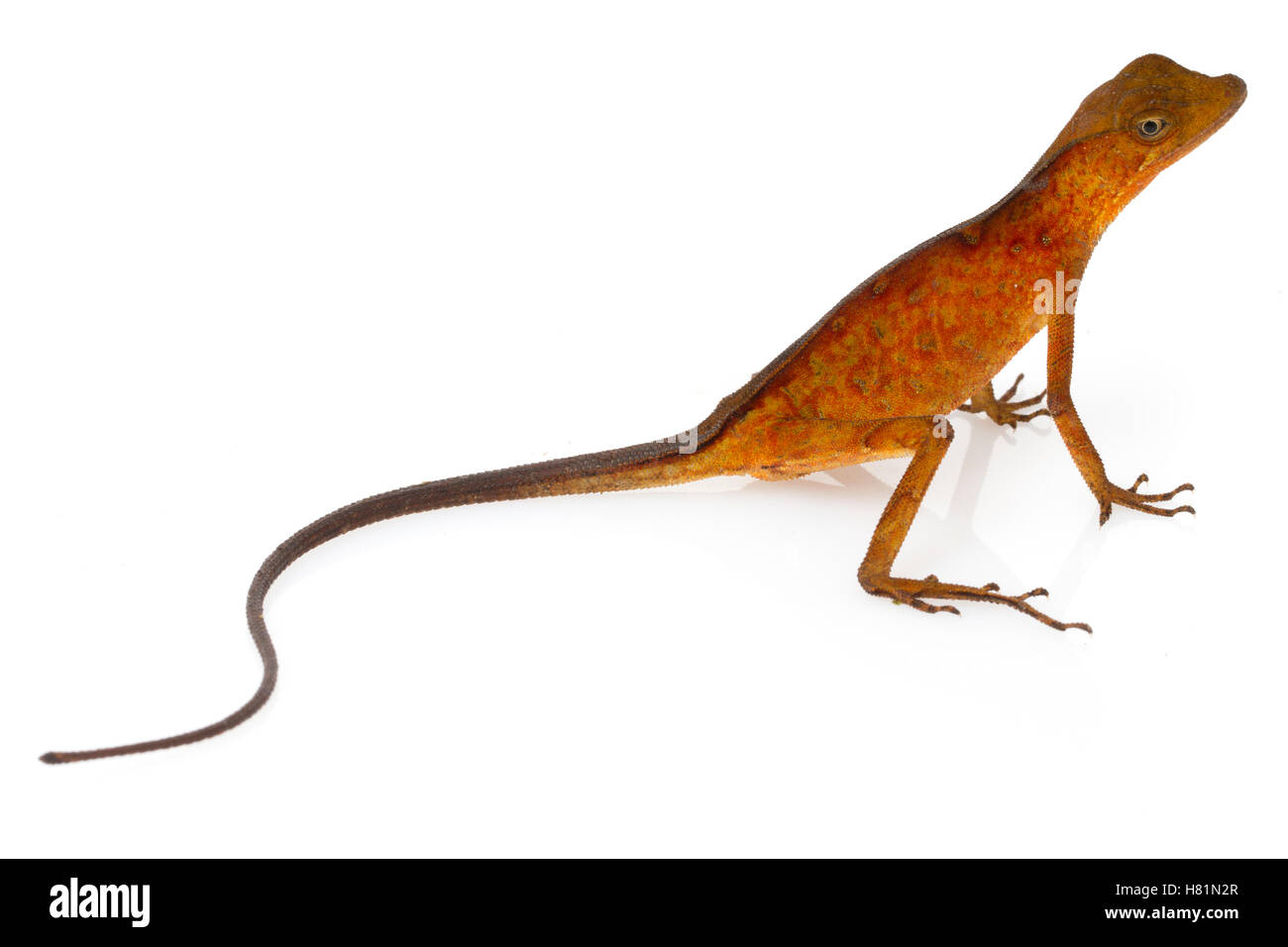 Goldenscale Anole (Anolis chrysolepis), Suriname Stock Photo - Alamy