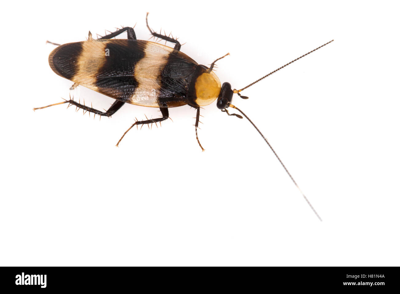 Cockroach with aposematic coloration, Suriname Stock Photo - Alamy