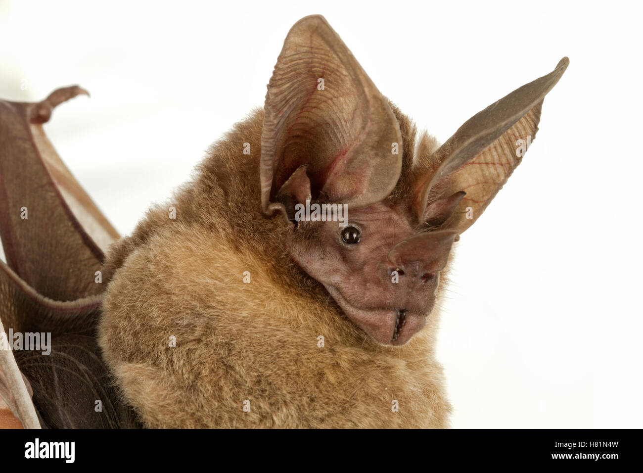 D'orbigny's Round-eared Bat (Lophostoma silvicolum), Suriname Stock ...