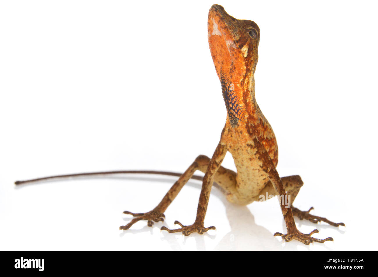Goldenscale Anole (Anolis chrysolepis) in defensive posture, Suriname ...