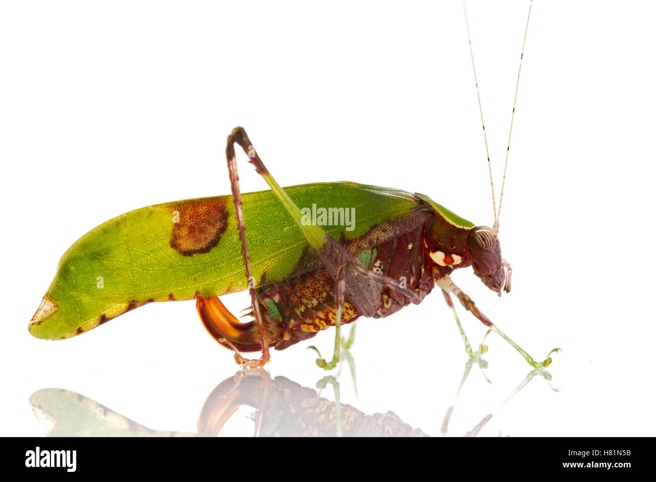 Katydid (Hetaira smaragdina) with fake necrotic damage on perfectly ...