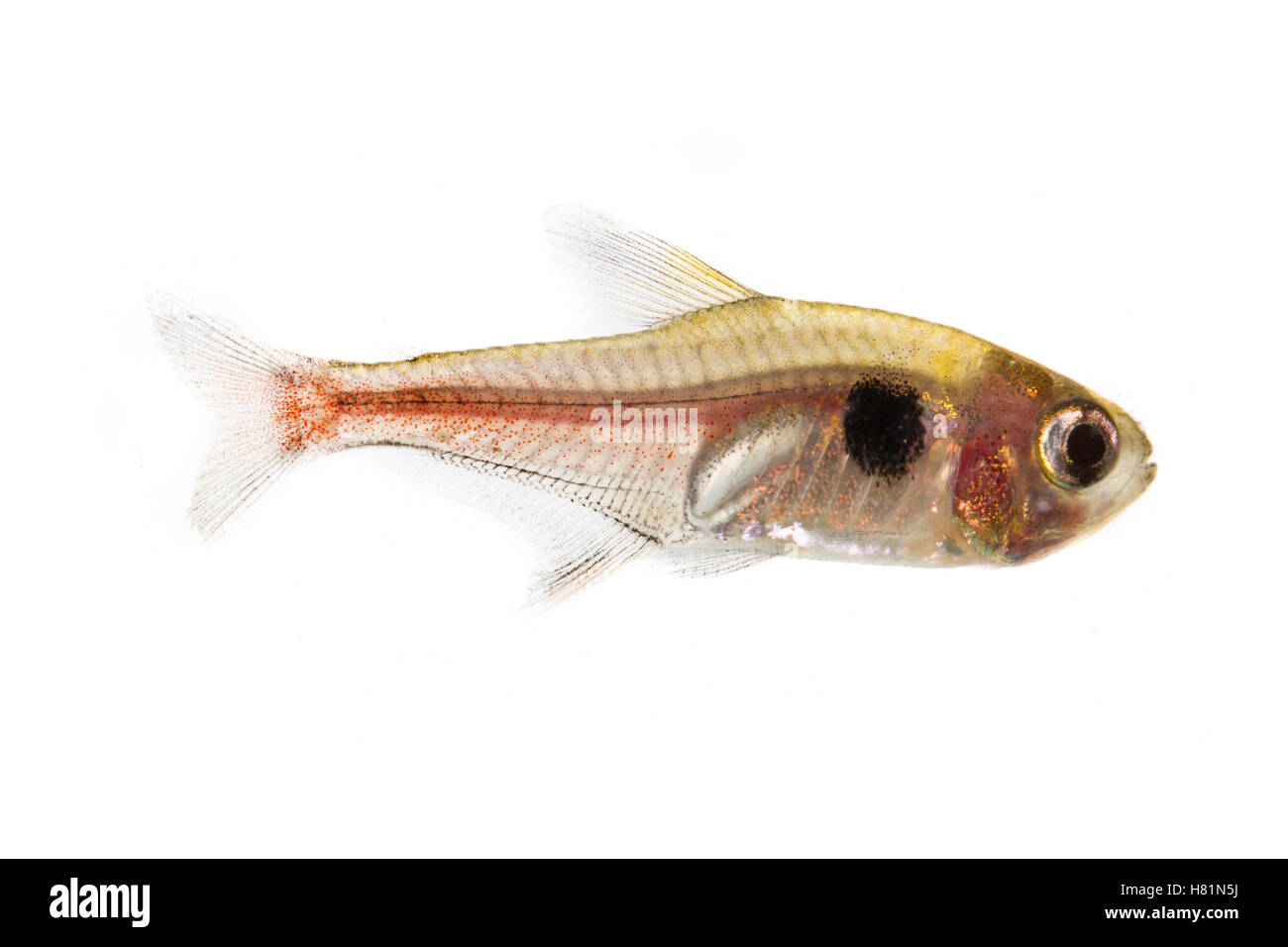 Yellow Phantom Tetra (Hyphessobrycon roseus), Suriname Stock Photo - Alamy