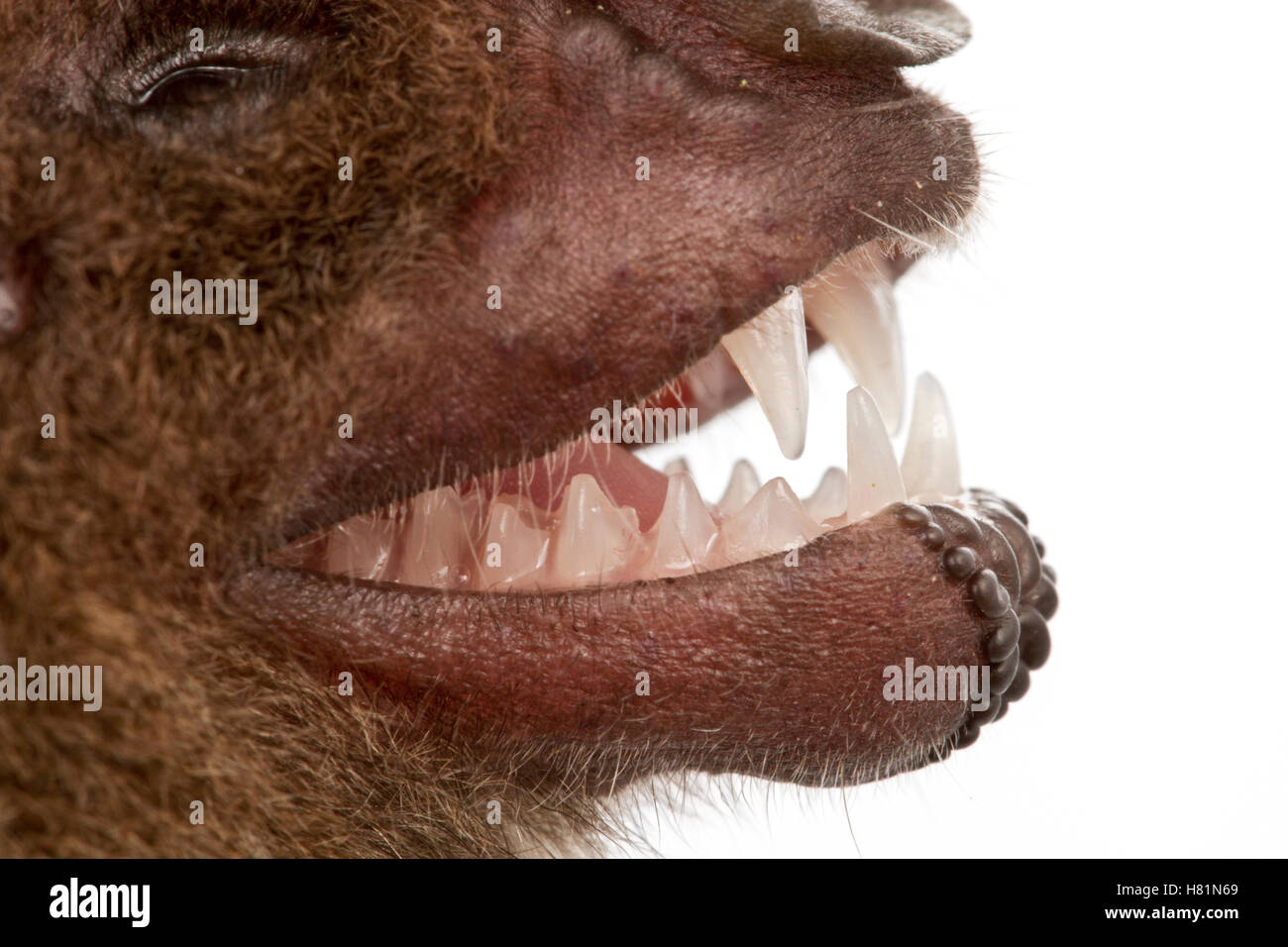 Lesser Spear-nosed Bat (Phyllostomus elongatus) mouth, Suriname Stock ...