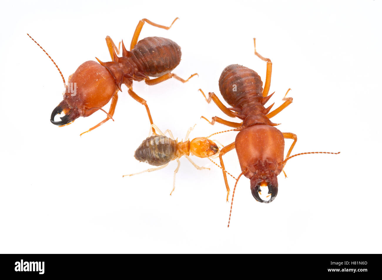 Termite worker and two soldiers, Suriname Stock Photo - Alamy