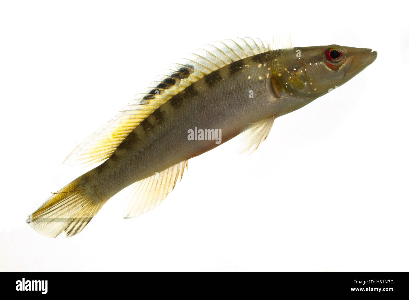 Cichlid (Crenicichla sp), Suriname Stock Photo - Alamy