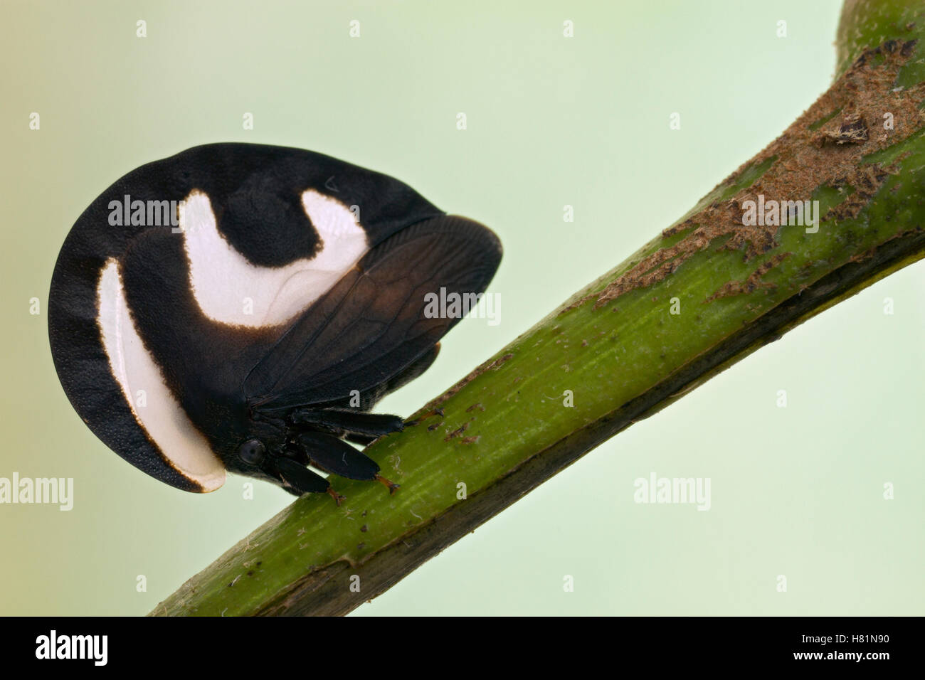 Treehopper (Membracis sp), Suriname Stock Photo - Alamy