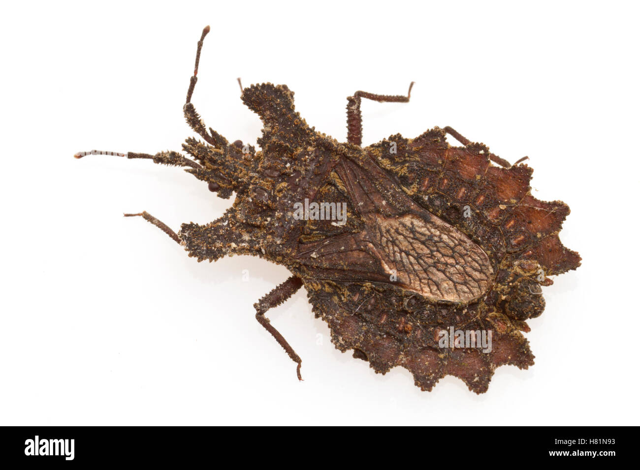 Flat Bug (Aradidae), Suriname Stock Photo - Alamy