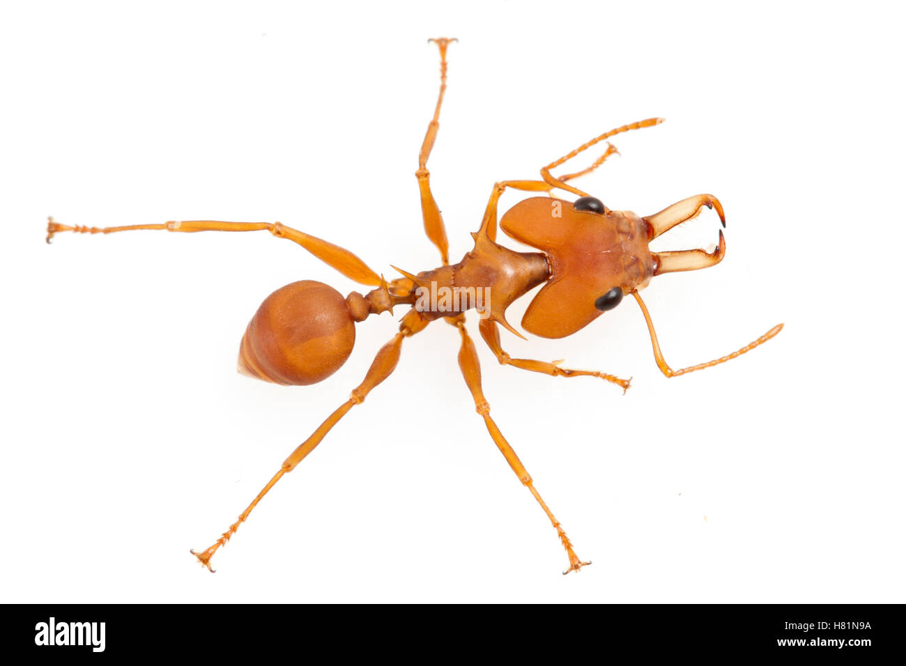 Large-headed Ant (Daceton armigerum), Suriname Stock Photo - Alamy