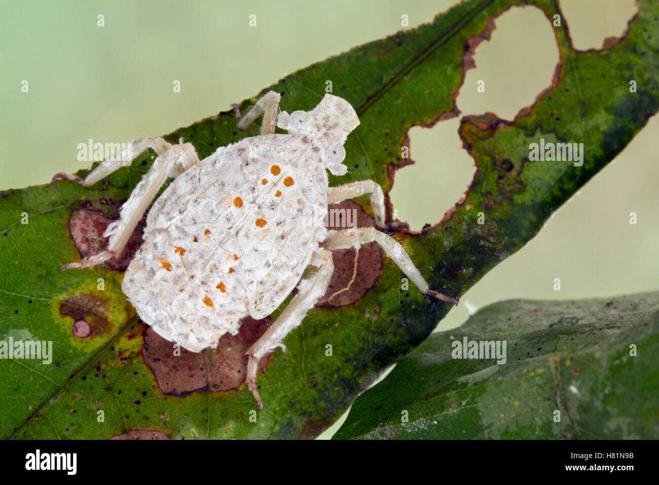 Fulgorid Planthopper (Fulgoridae) nymph, Suriname Stock Photo - Alamy