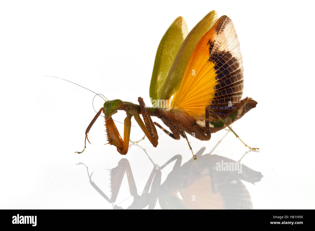 Praying Mantis (Acontista sp) in defensive posture, Suriname Stock ...