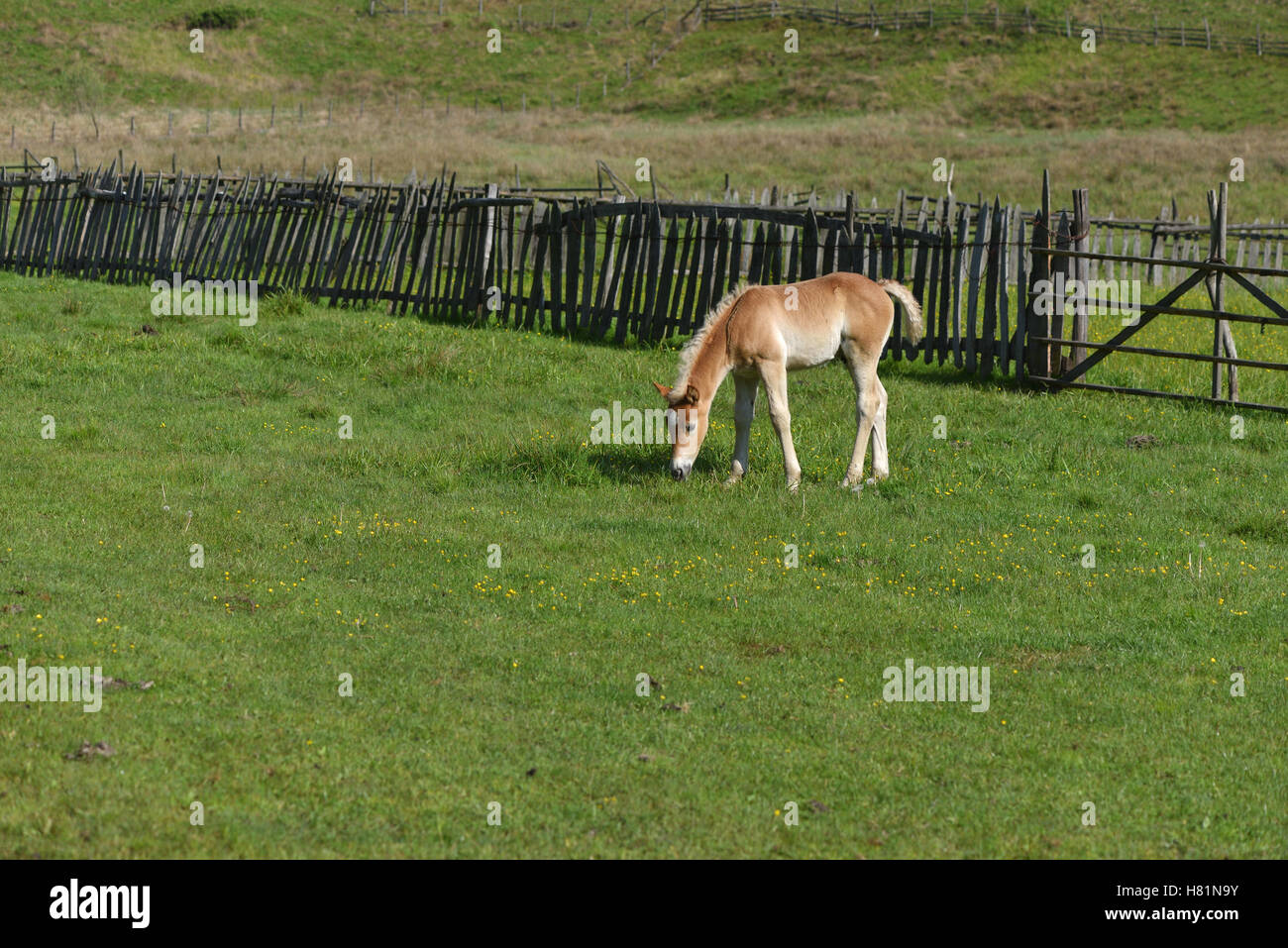 Little foal on a green grass field with flowers and fence in the ...